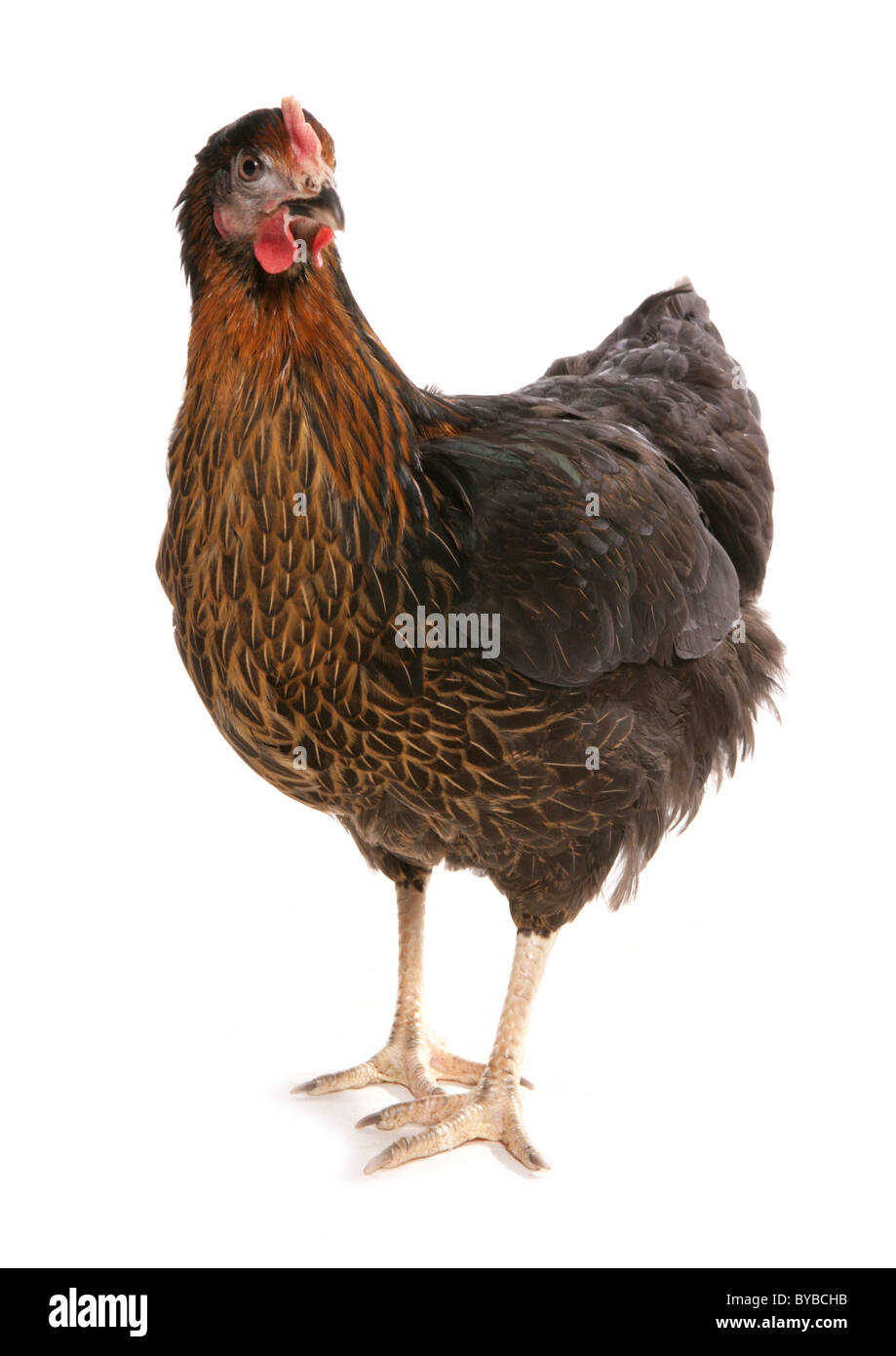 Black Hen Gallus gallus domesticus standing in a studio Stock Photo - Alamy