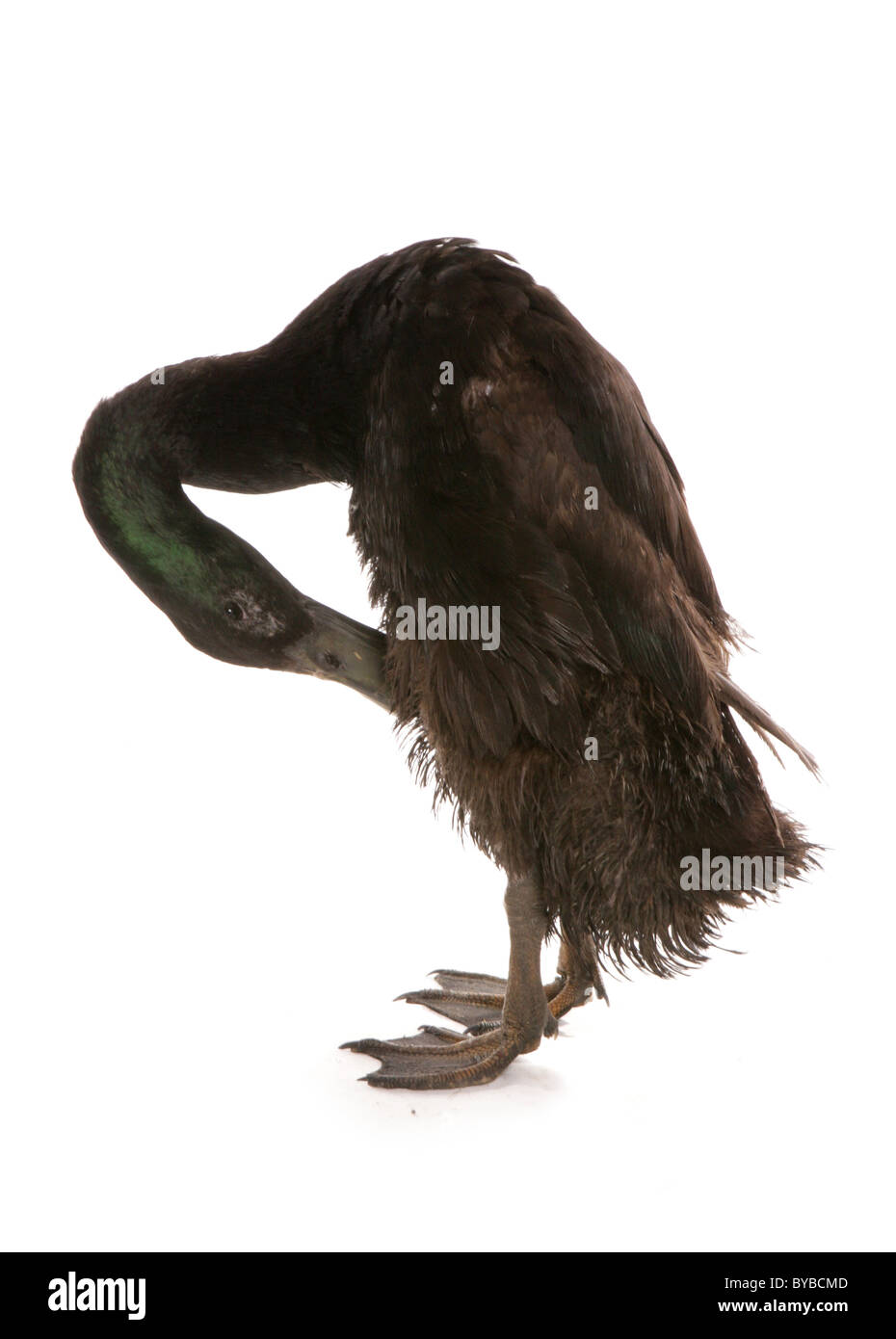 indian runner adult duck standing in a studio Stock Photo - Alamy