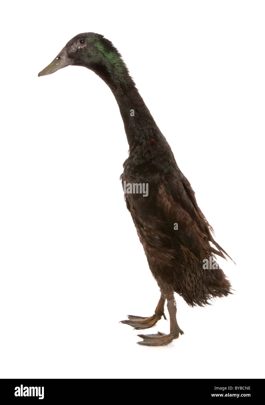 Black Indian Runner Duck