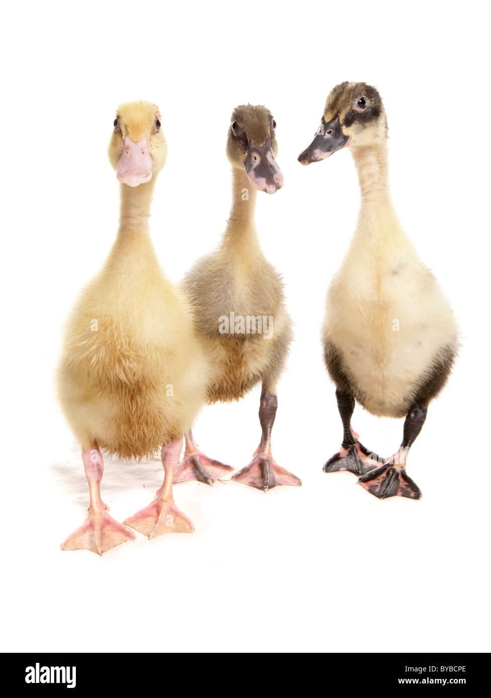 Black indian runner ducks hi-res stock photography and images - Alamy