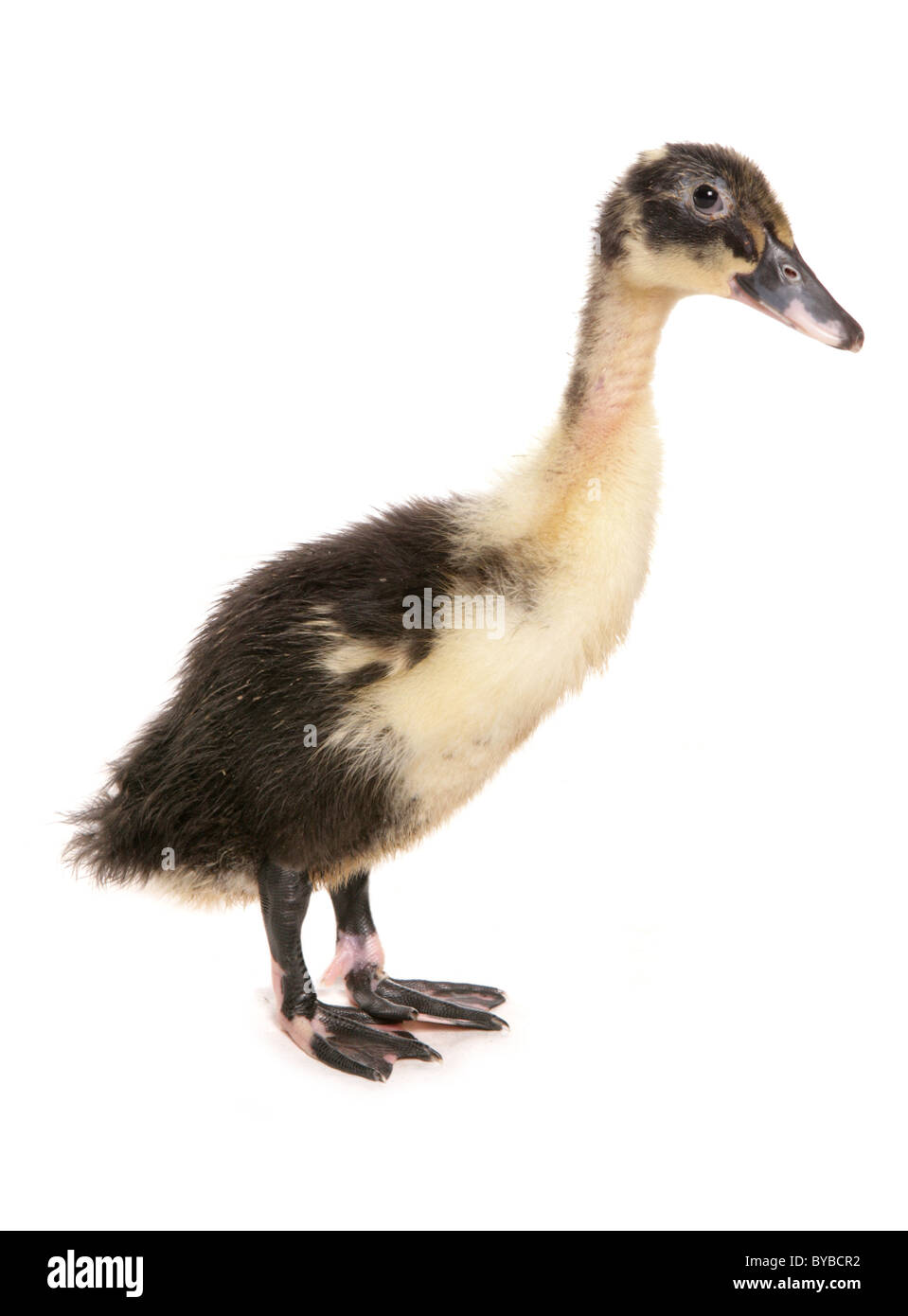 Female indian runner duck hi-res stock photography and images - Alamy