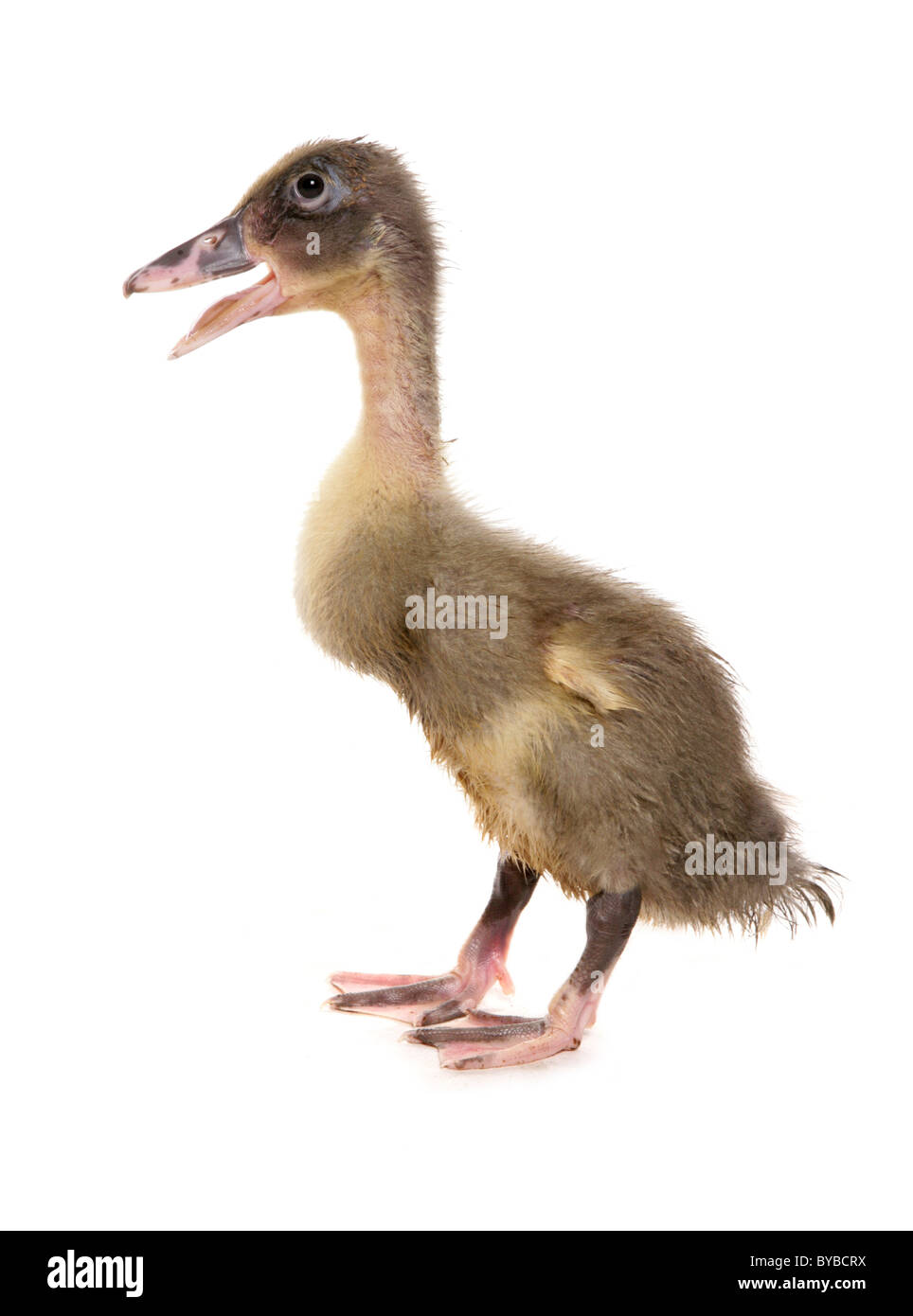 Female indian runner duck hi-res stock photography and images - Alamy