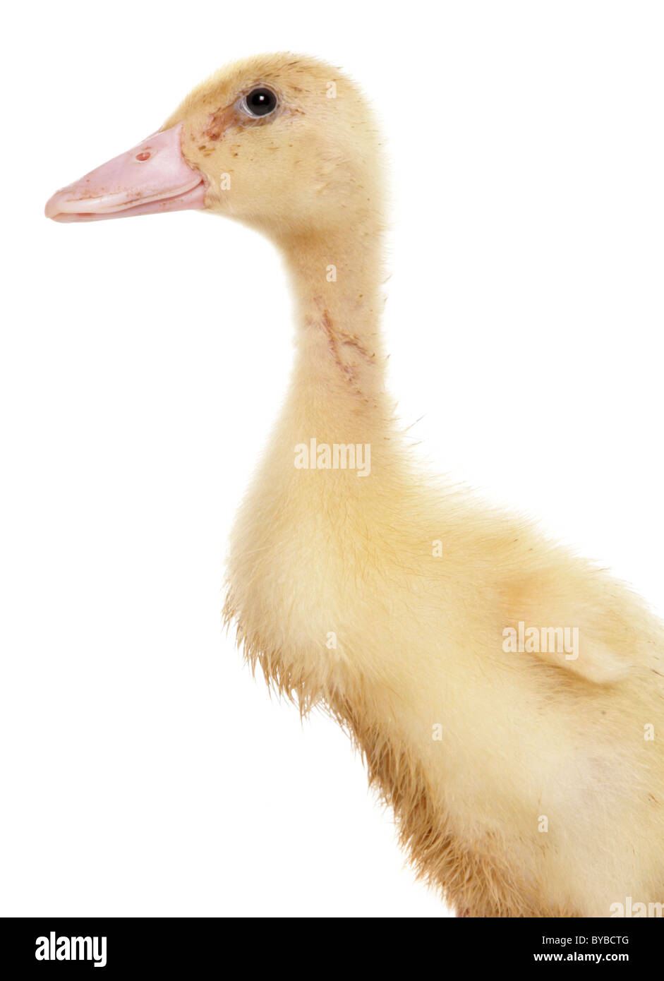 Female indian runner duck hi-res stock photography and images - Alamy
