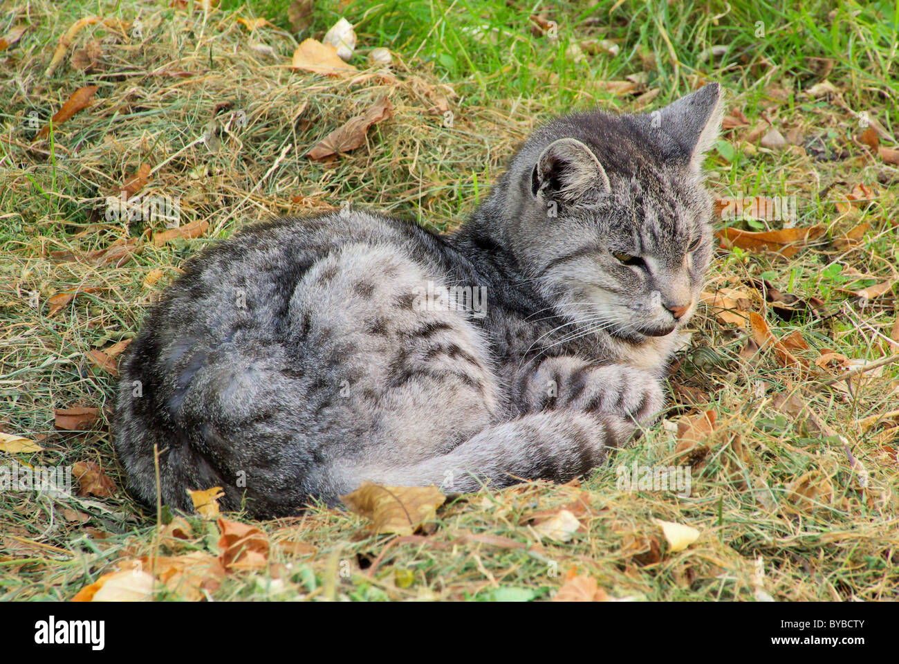 Katze - cat 32 Stock Photo - Alamy