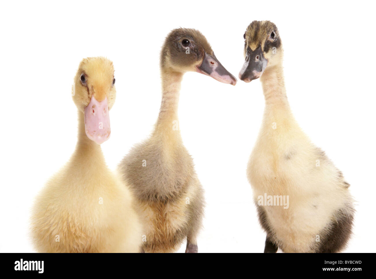 Black indian runner ducks hi-res stock photography and images - Alamy