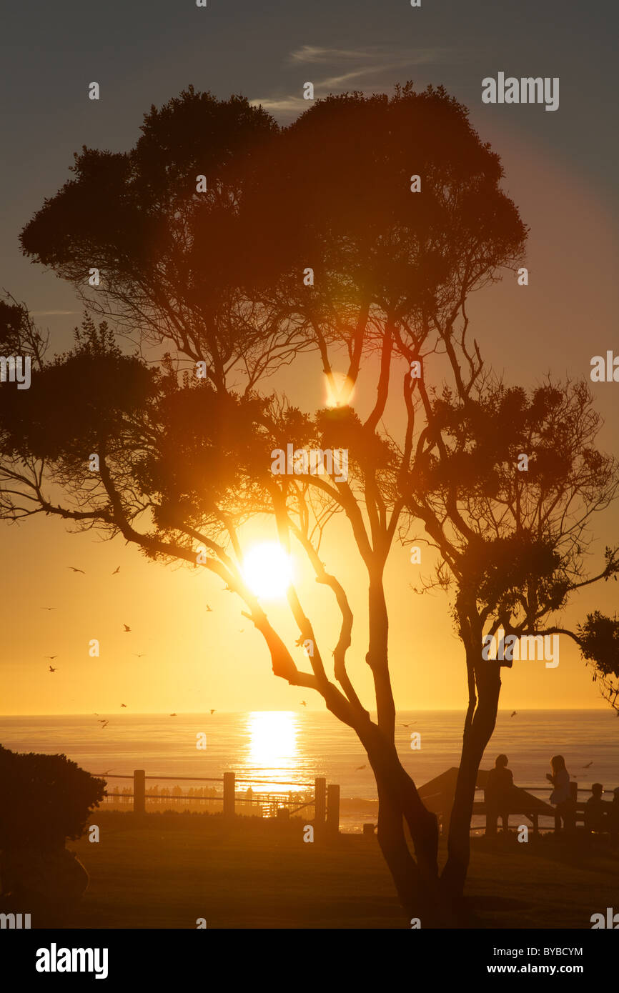 The sun setting behind a tree Stock Photo - Alamy