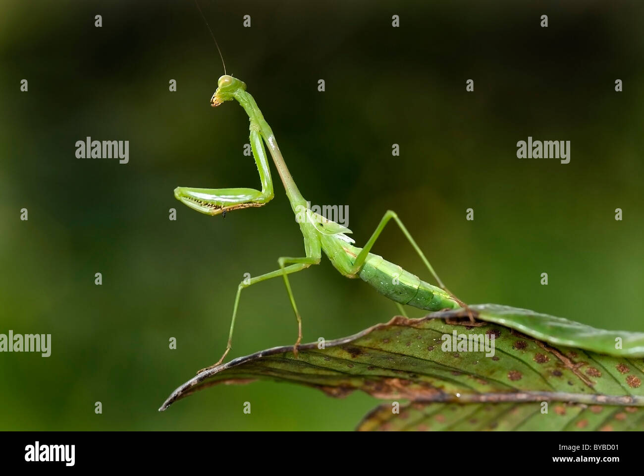 Praying mantis "Stagmatoptera sp." from Costa Rica Stock Photo - Alamy