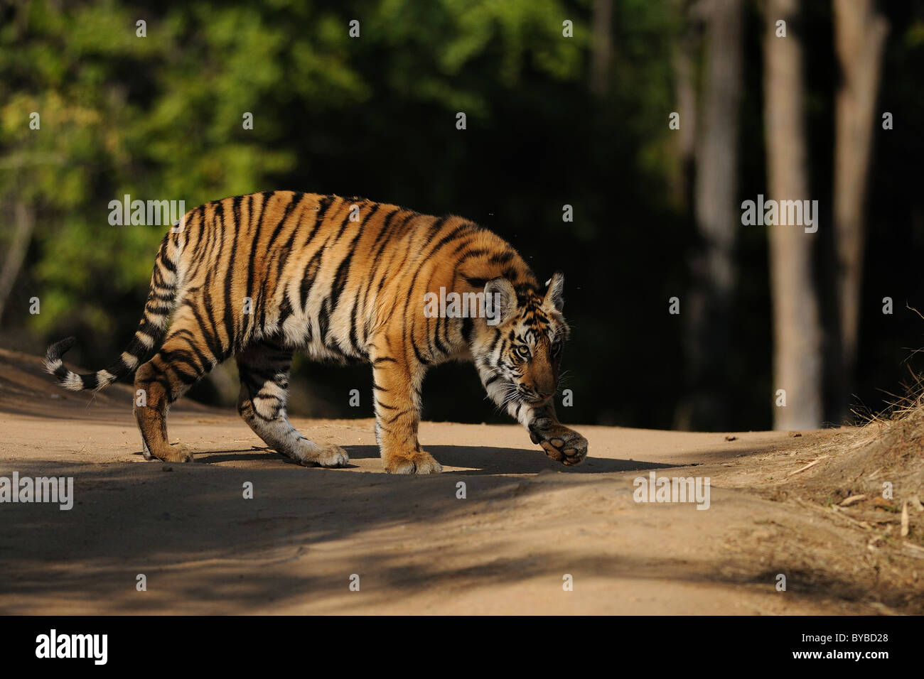 Bengal tiger cub walking jungle hi-res stock photography and images - Alamy