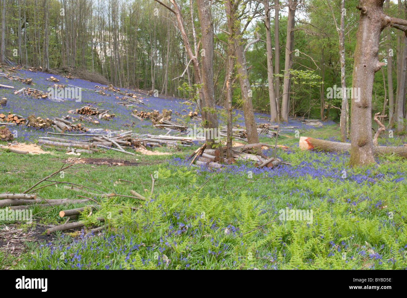 Sweet Chestnut (Castanea sativa) coppice. Bluebell (Endymion non ...