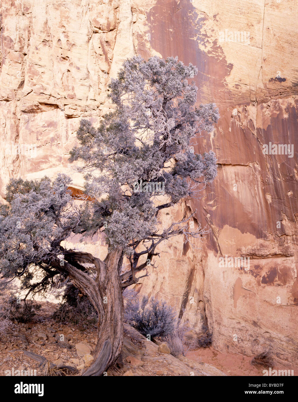 Ice Covered Juniper Tree, Canyon, Winter, Capitol Reef National Park ...