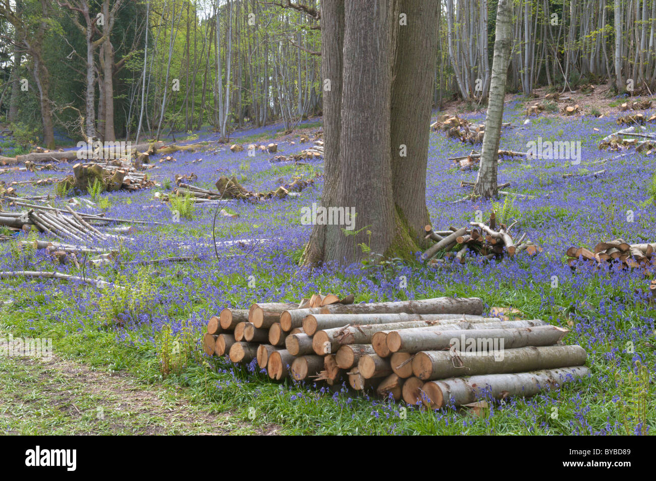 Sweet Chestnut (Castanea sativa) coppice. Bluebell (Endymion non ...