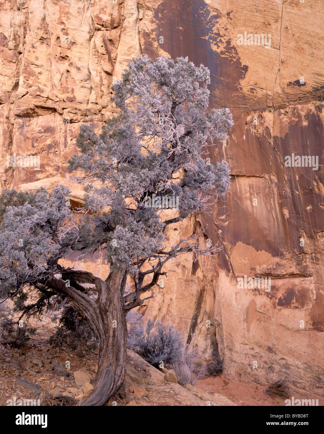 Ice Covered Juniper Tree, Canyon, Winter, Capitol Reef National Park ...