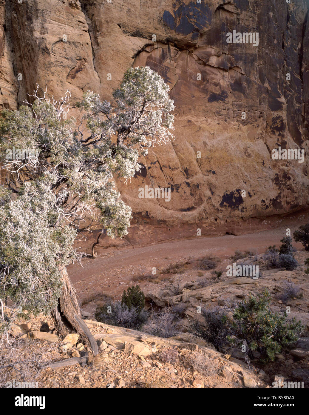 Ice Covered Juniper Tree, Canyon, Winter, Capitol Reef National Park ...