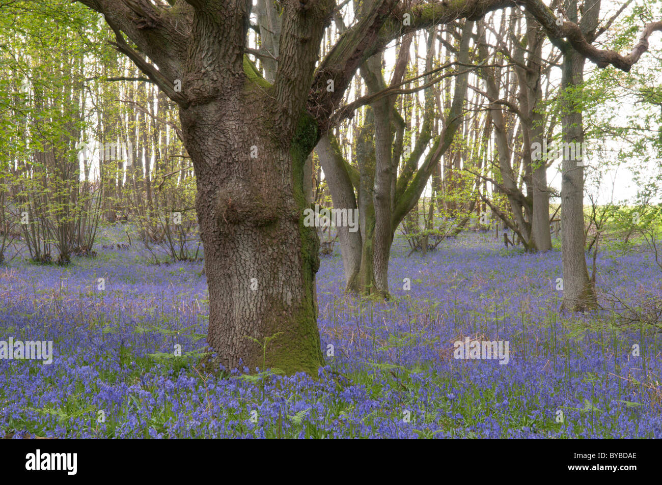 Common endymion non scriptus hi-res stock photography and images - Alamy