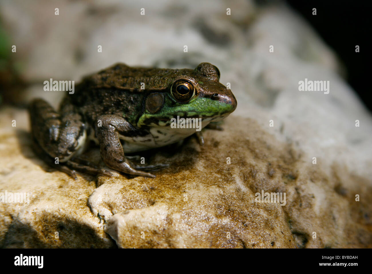 Hop frog hi-res stock photography and images - Alamy