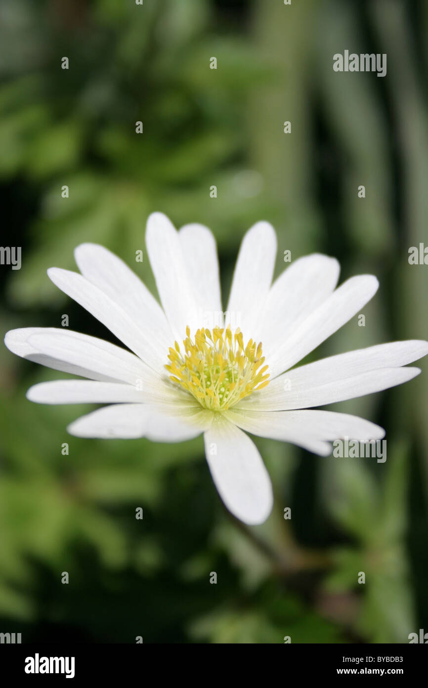 Daisy 2 hi-res stock photography and images - Alamy