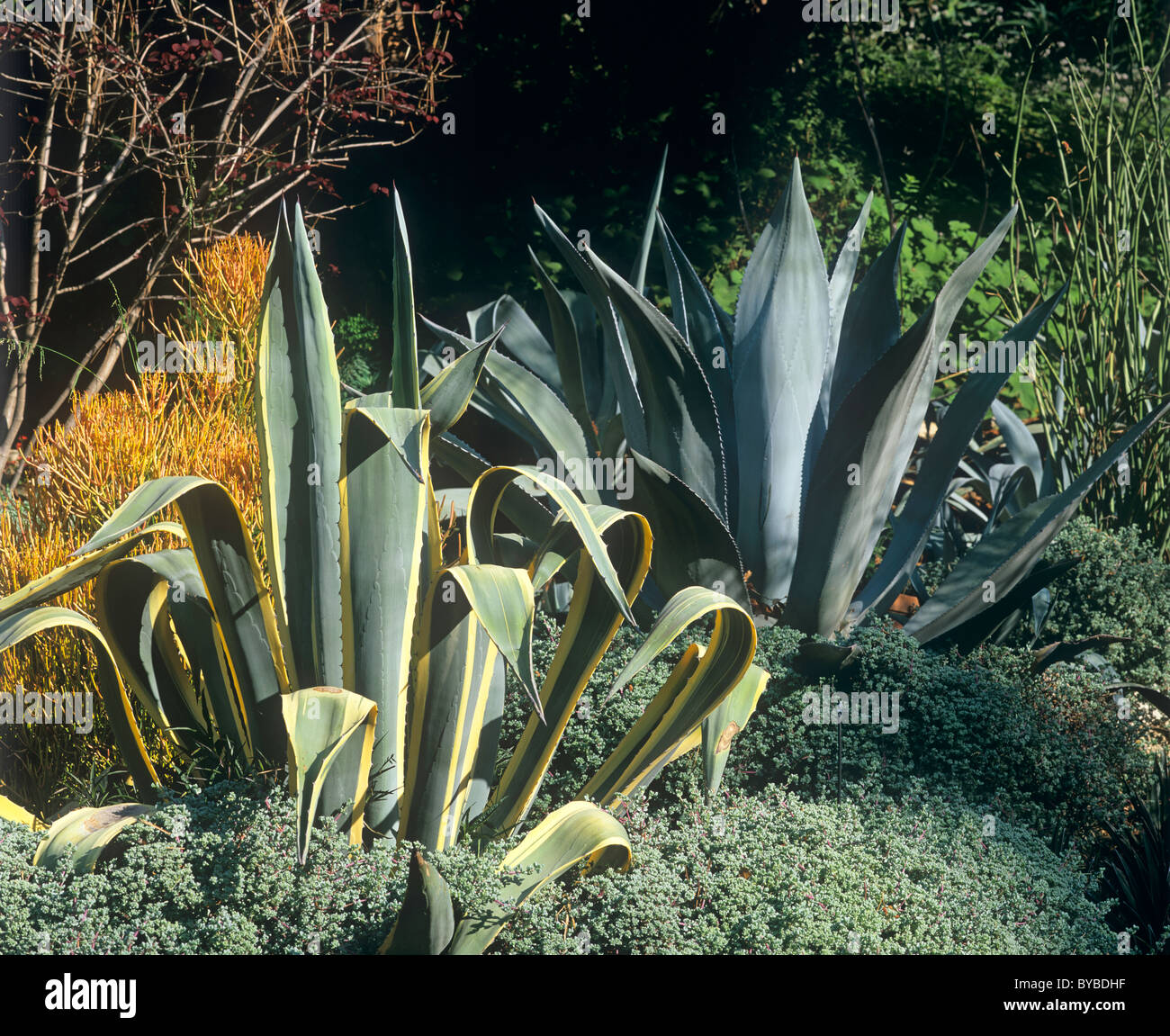 Agave plant structure hi-res stock photography and images - Alamy