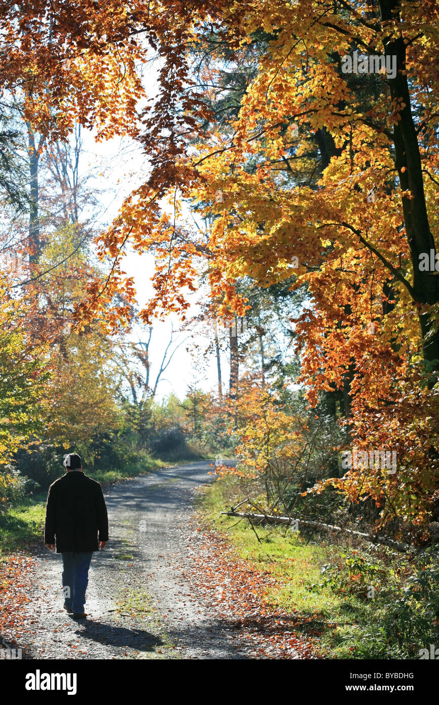 Lonely man walking in the autumn forest Stock Photo, Royalty Free Image ...