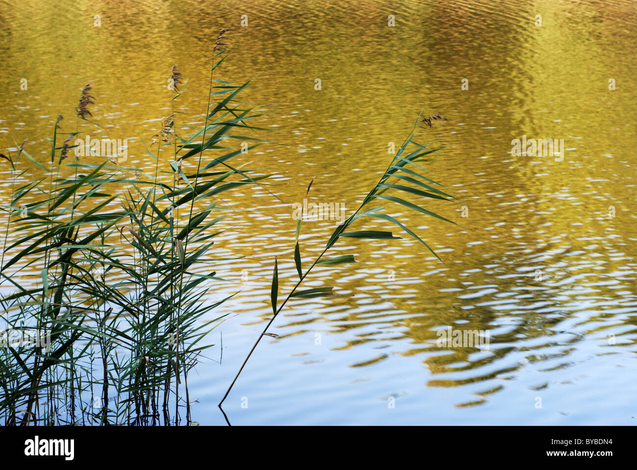 Reed grass and rippled water with golden reflections Stock Photo - Alamy