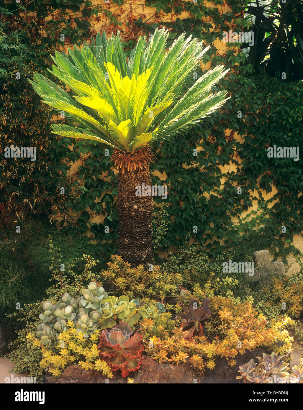 Palm tree by bed of sempervivums and sedums in garden in Los Angeles ...