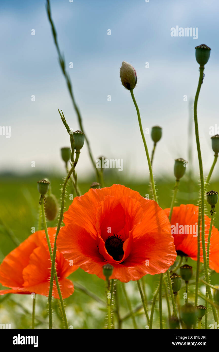 Red poppies and seed heads growing wild in UK wild flower meadow Stock ...