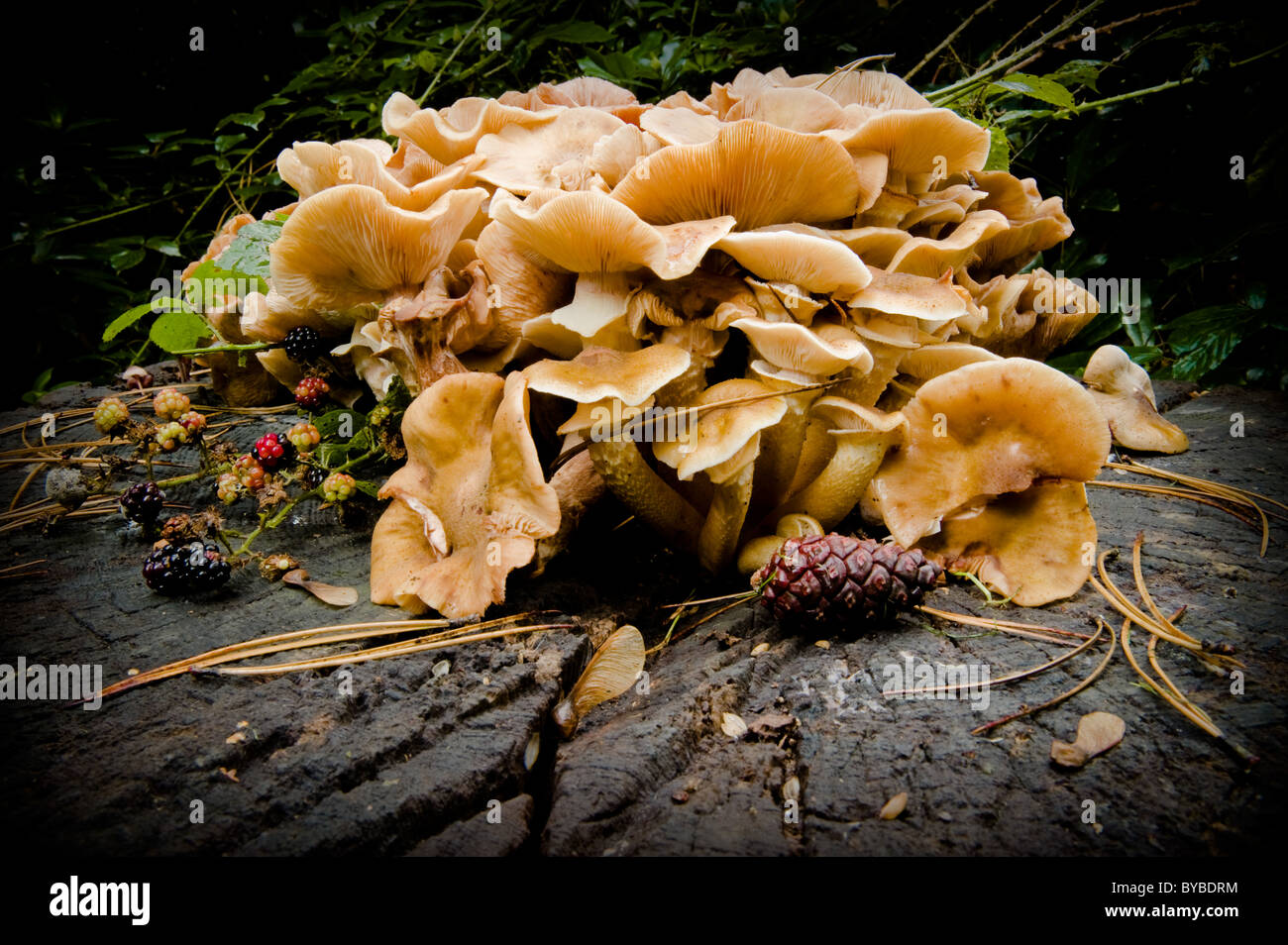 Fungus on tree stump hi-res stock photography and images - Alamy