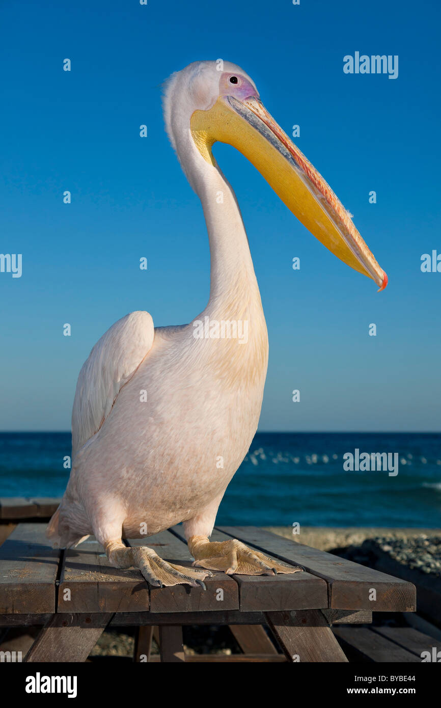 A pelican at a beach bar, tavern, Lady's Mile Beach, near Limassol ...