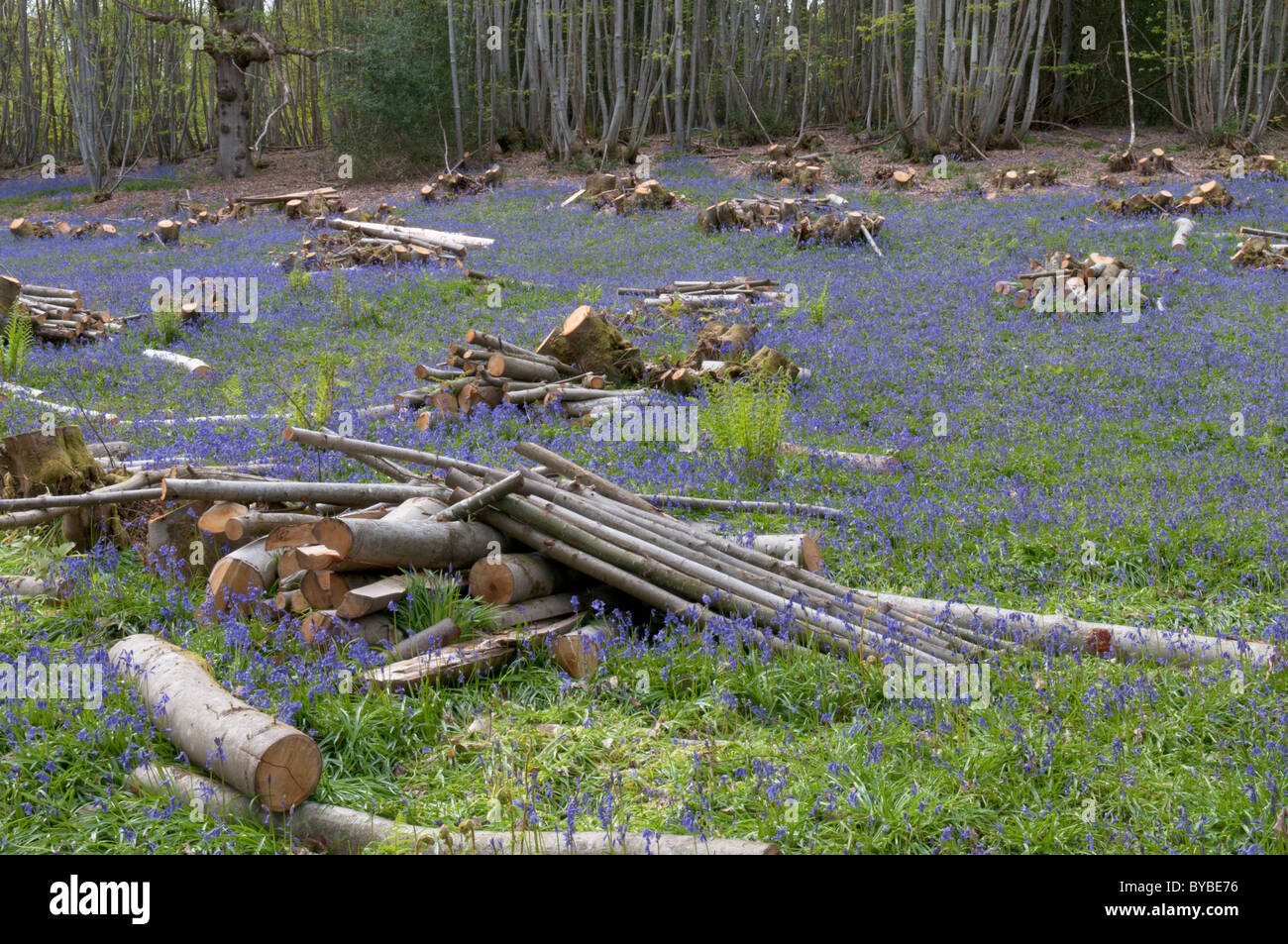 Sweet Chestnut (Castanea sativa) coppice. Bluebell, Hyacinthoides non ...