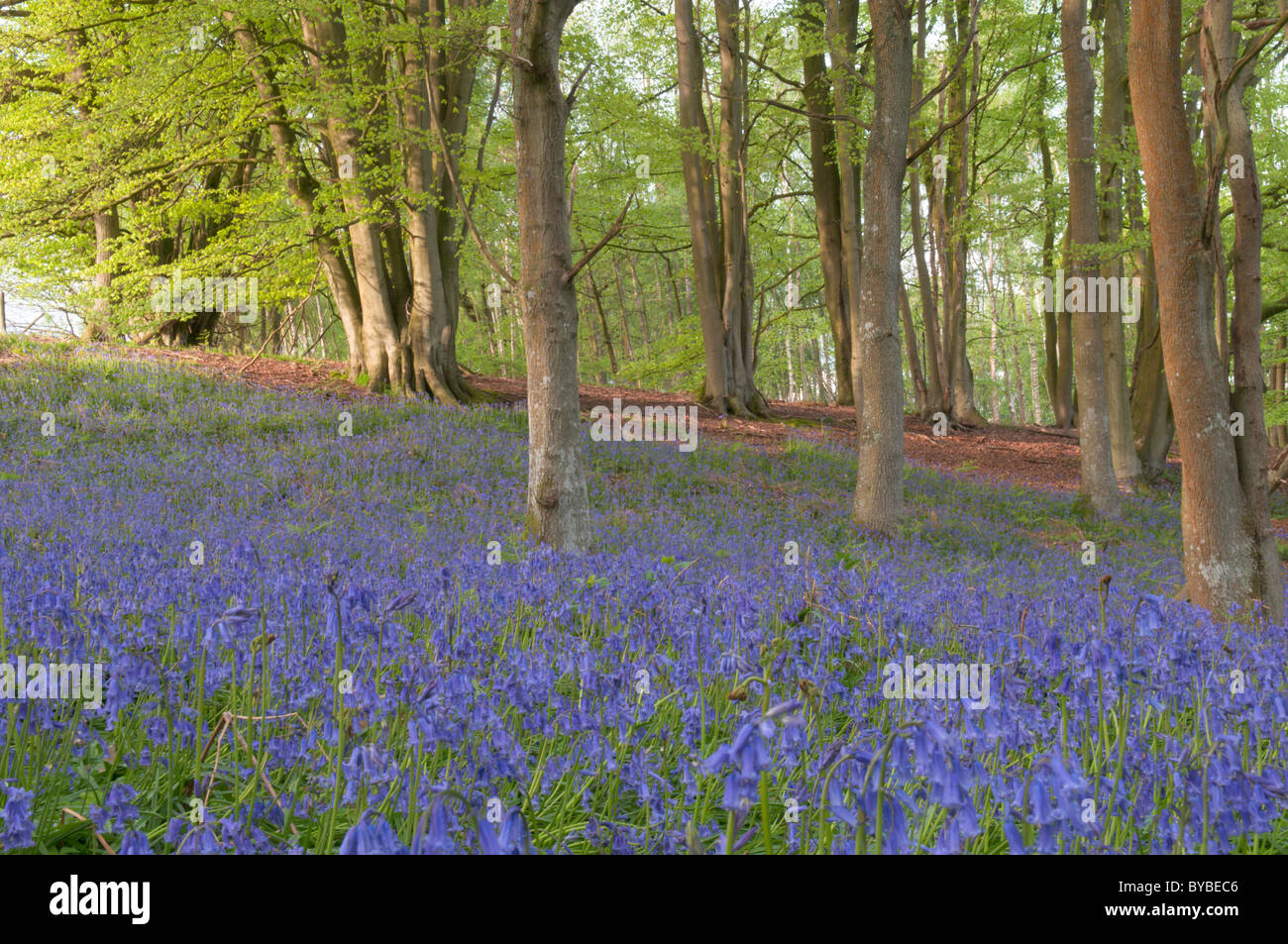 Common endymion non scriptus hi-res stock photography and images - Alamy