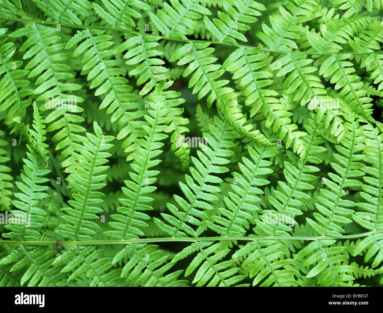 Pattern of fresh green fern leaves Stock Photo - Alamy