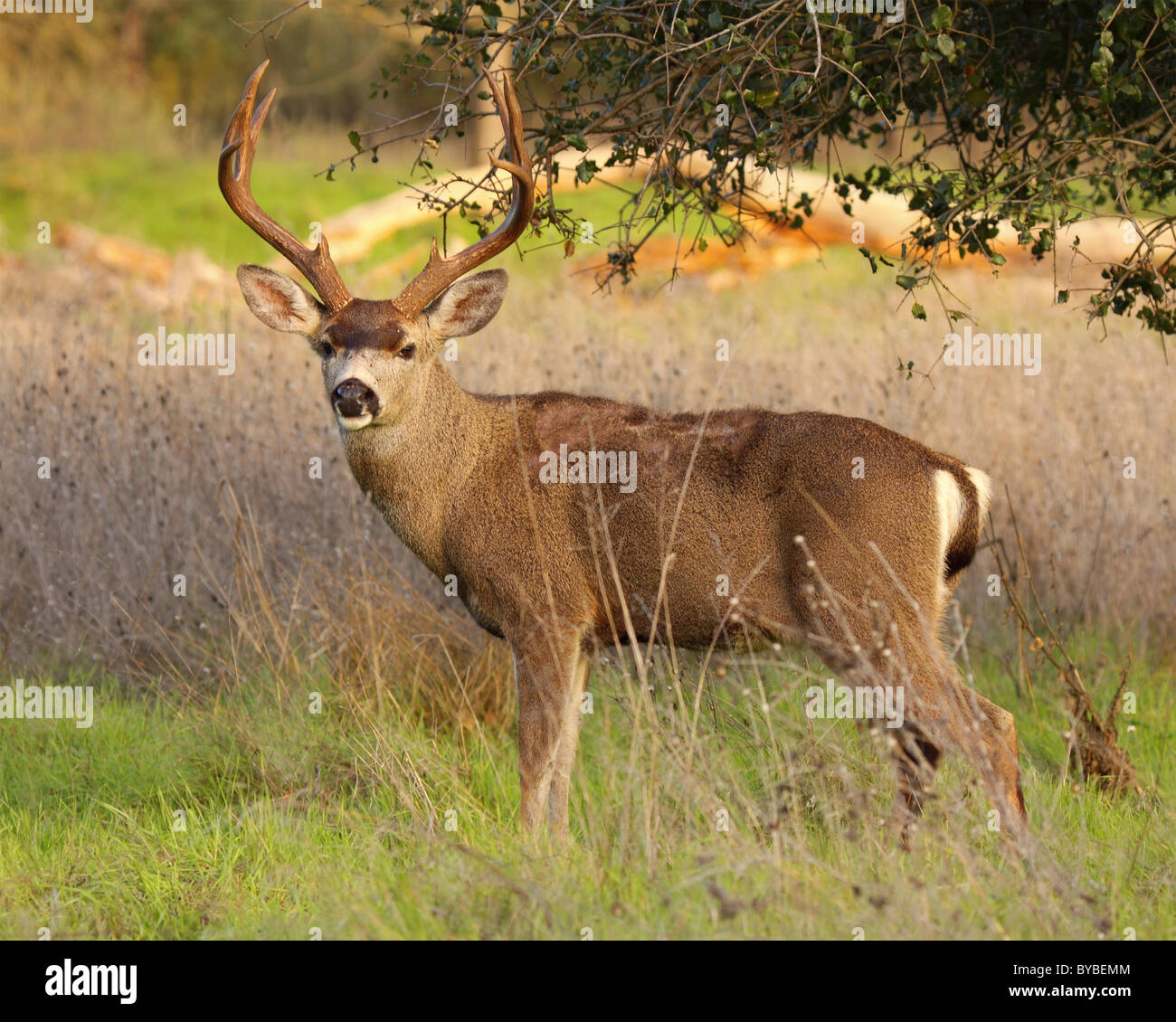 An 8-point Black-tailed Deer buck standing broadside Stock Photo - Alamy