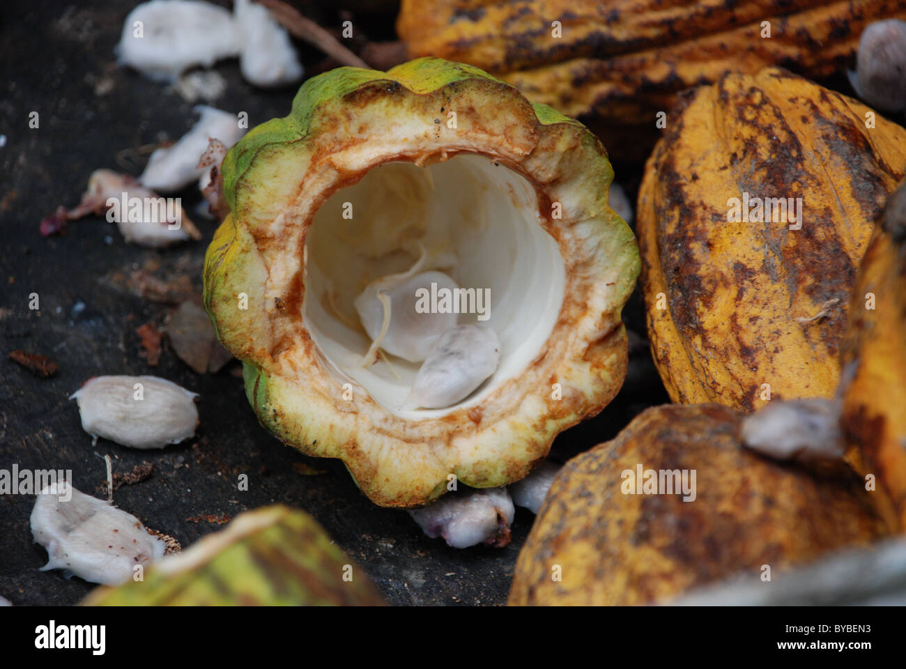 Inside of cocoa pod Stock Photo - Alamy