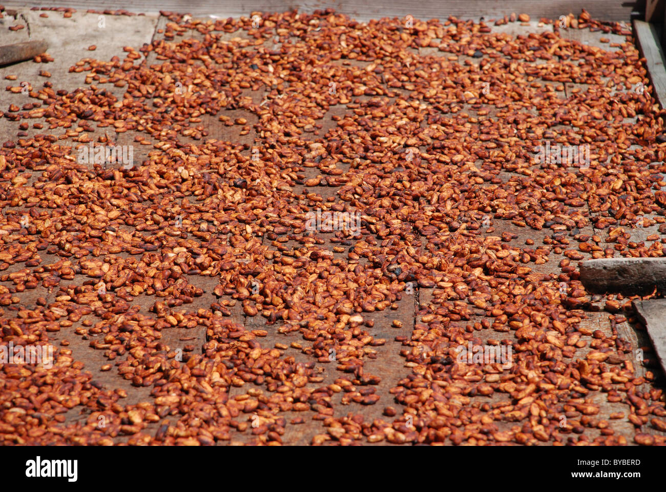 Cocoa beans drying in the sun Stock Photo - Alamy
