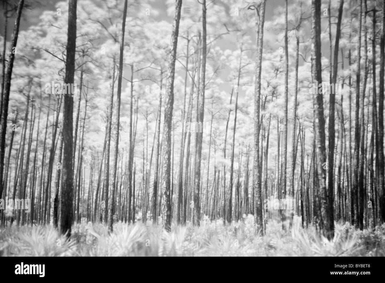 Infrared photograph of a forest of long pine trees, aptly named "Long ...