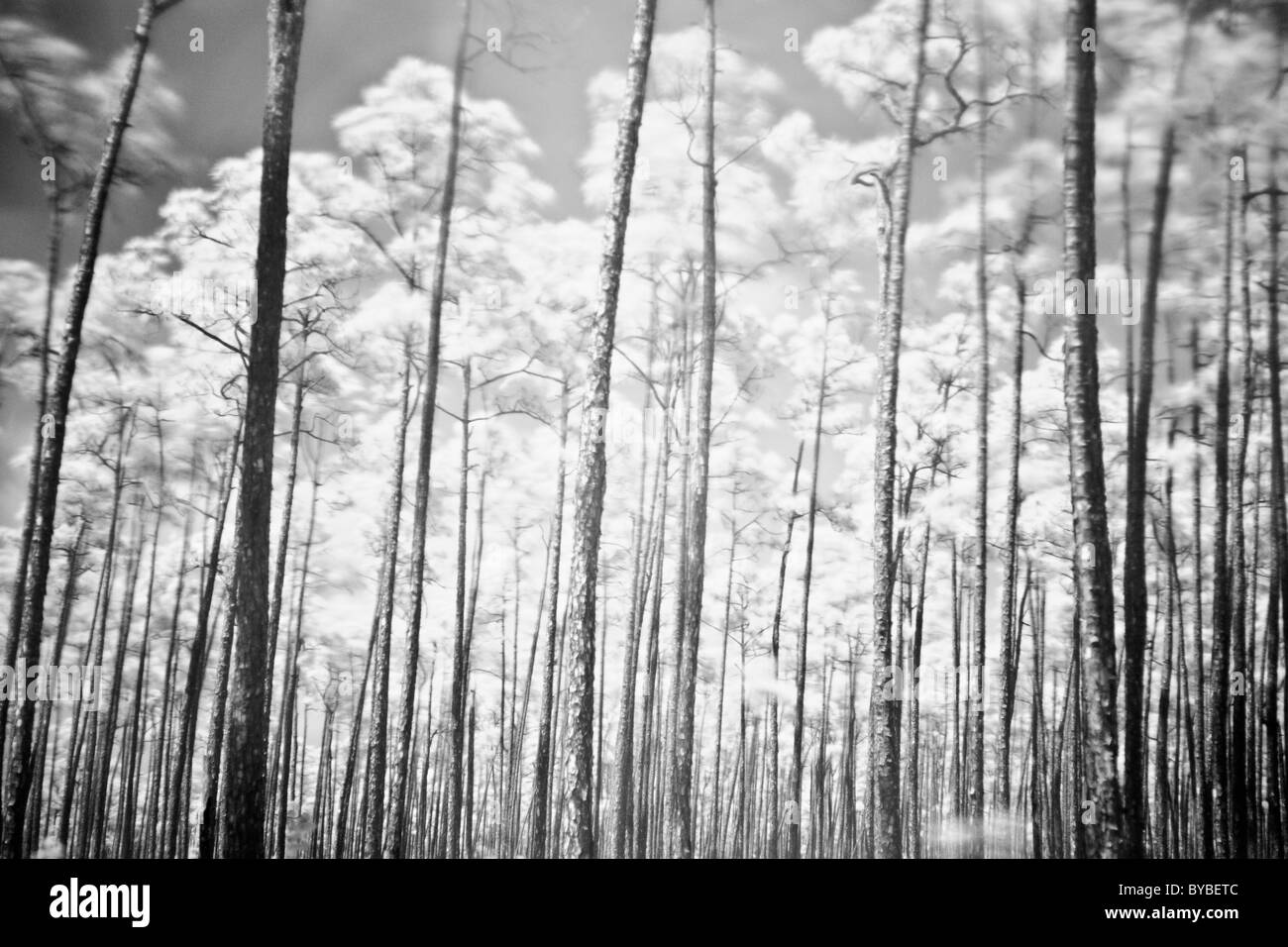 Infrared photograph of a forest of long pine trees, aptly named "Long ...