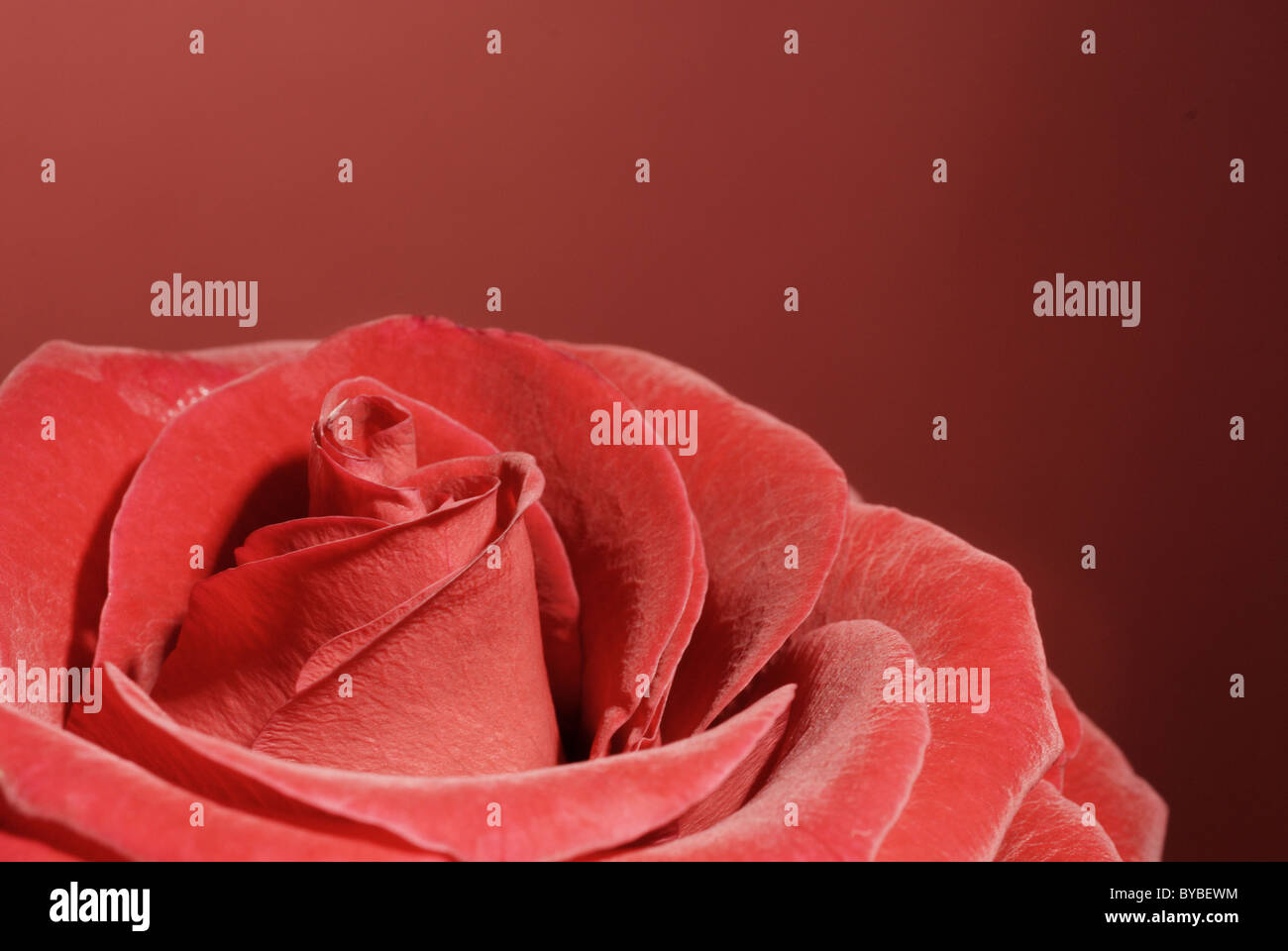 Beautiful red rose on a wine-coloured background Stock Photo - Alamy