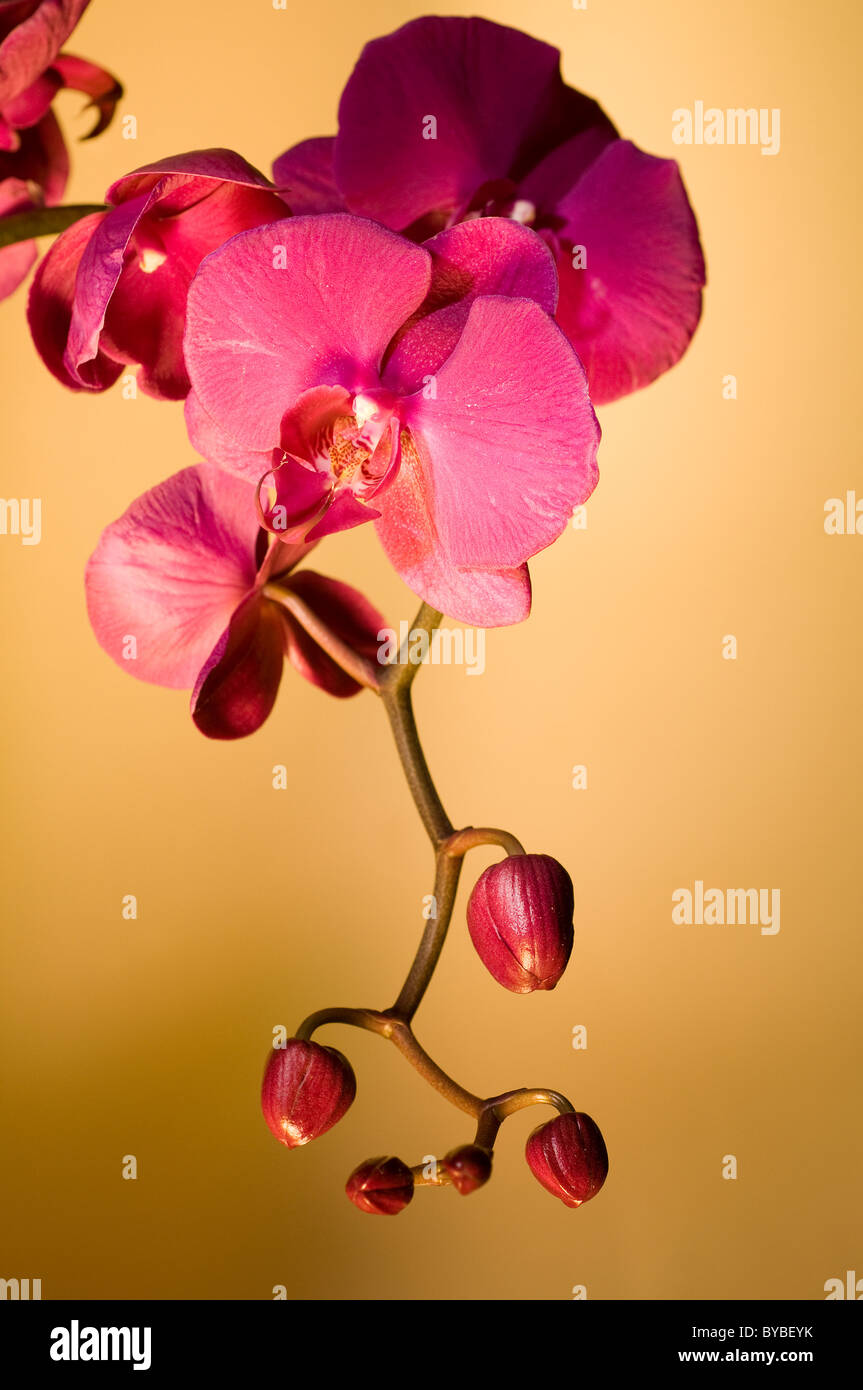 Beautiful orchid flower object Stock Photo - Alamy