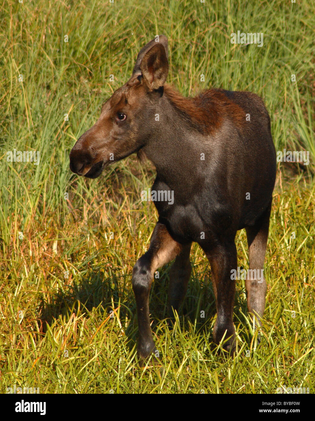 Baby moose hi-res stock photography and images - Alamy