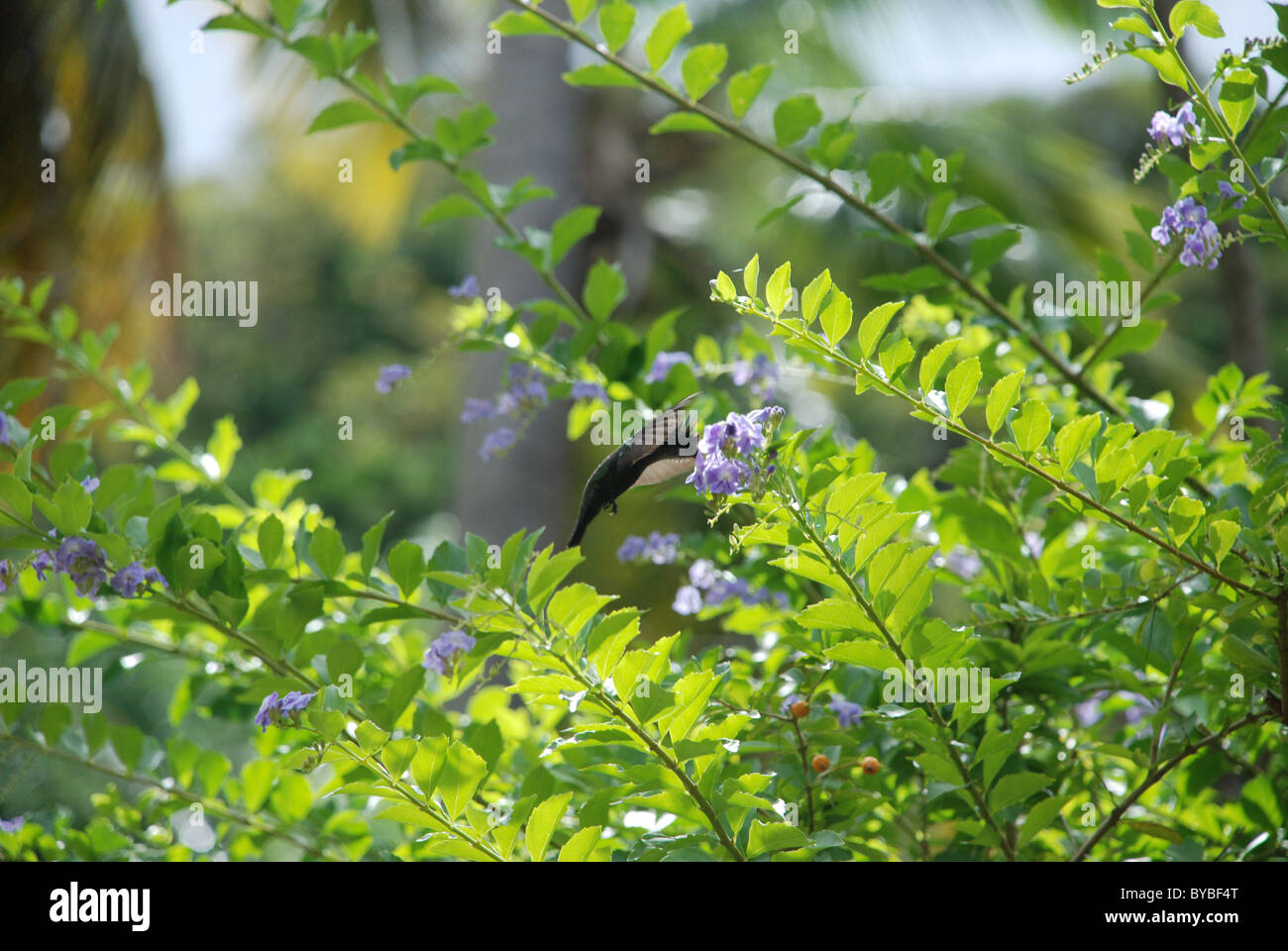 Hummingbird sipping nectar Stock Photo - Alamy