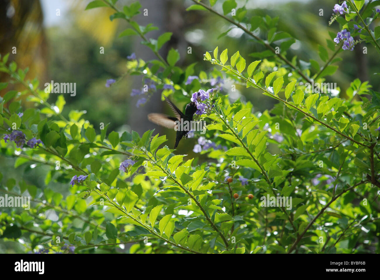 Hummingbird sipping nectar Stock Photo - Alamy