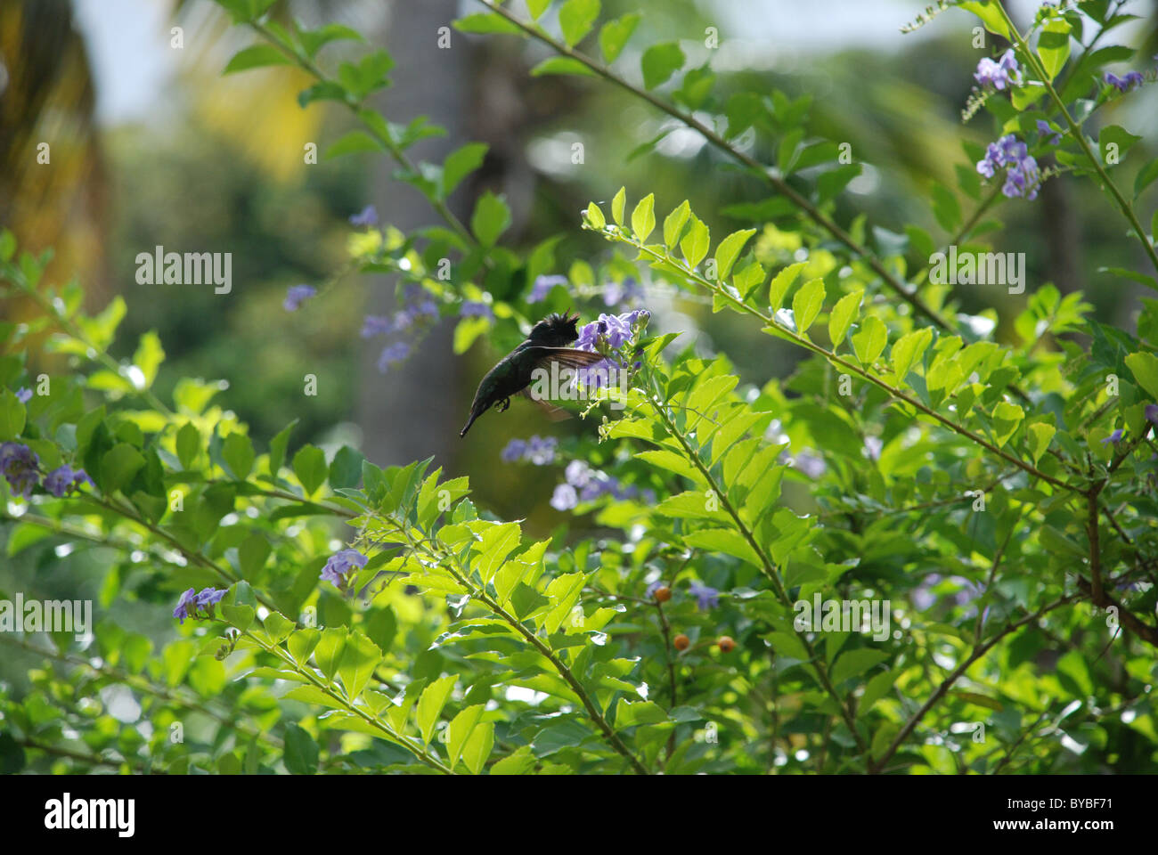 Hummingbird sipping nectar Stock Photo - Alamy