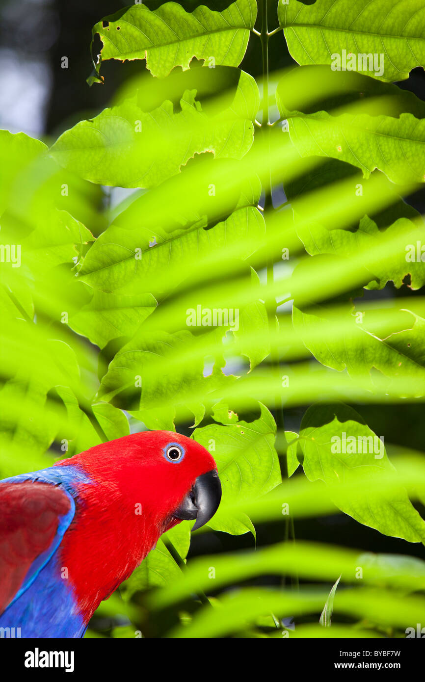 A tropical palm tree in the Daintree Rainforest, Queensland, Australia ...
