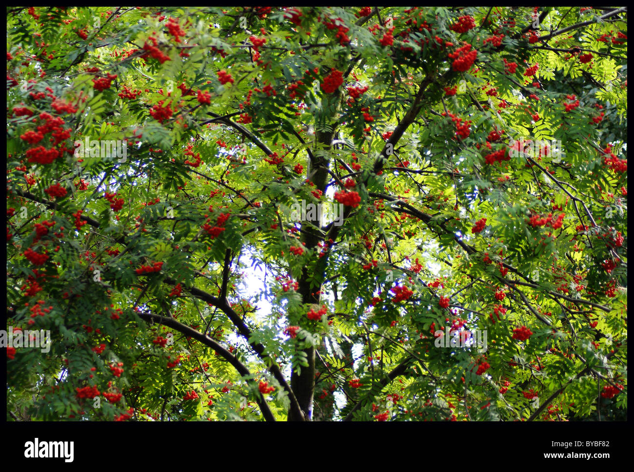 Berrys green hi-res stock photography and images - Alamy