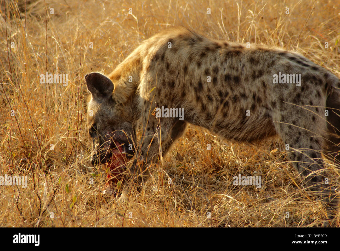 Wild Hyena eating Stock Photo - Alamy