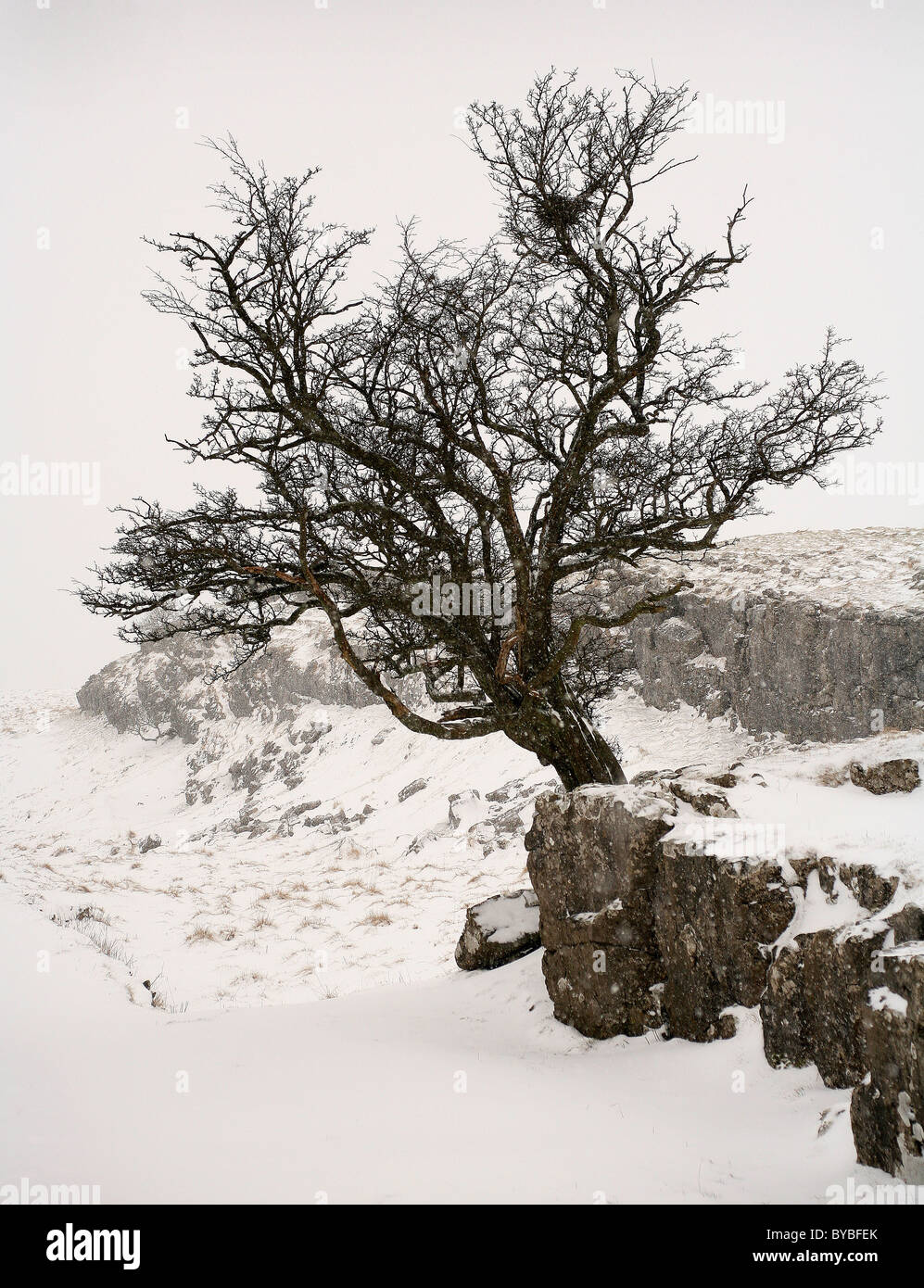 Hawthorn tree in limestone rock Stock Photo - Alamy