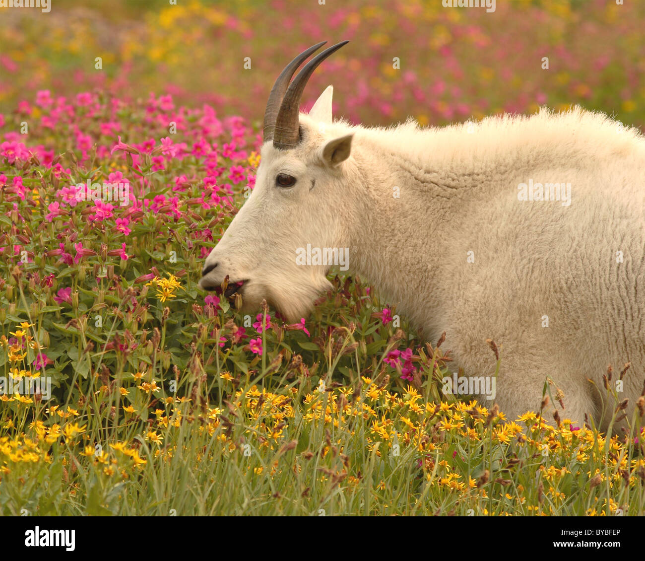 A Mountain Goat eating colorful alpine flowers Stock Photo - Alamy