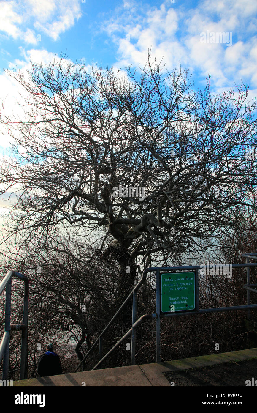 Knarly tree hi-res stock photography and images - Alamy