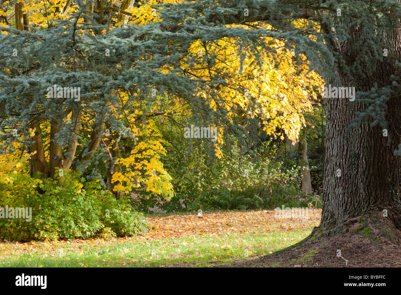 Autumn colours in the Cotswolds at Batsford Arboretum, Batsford Park ...