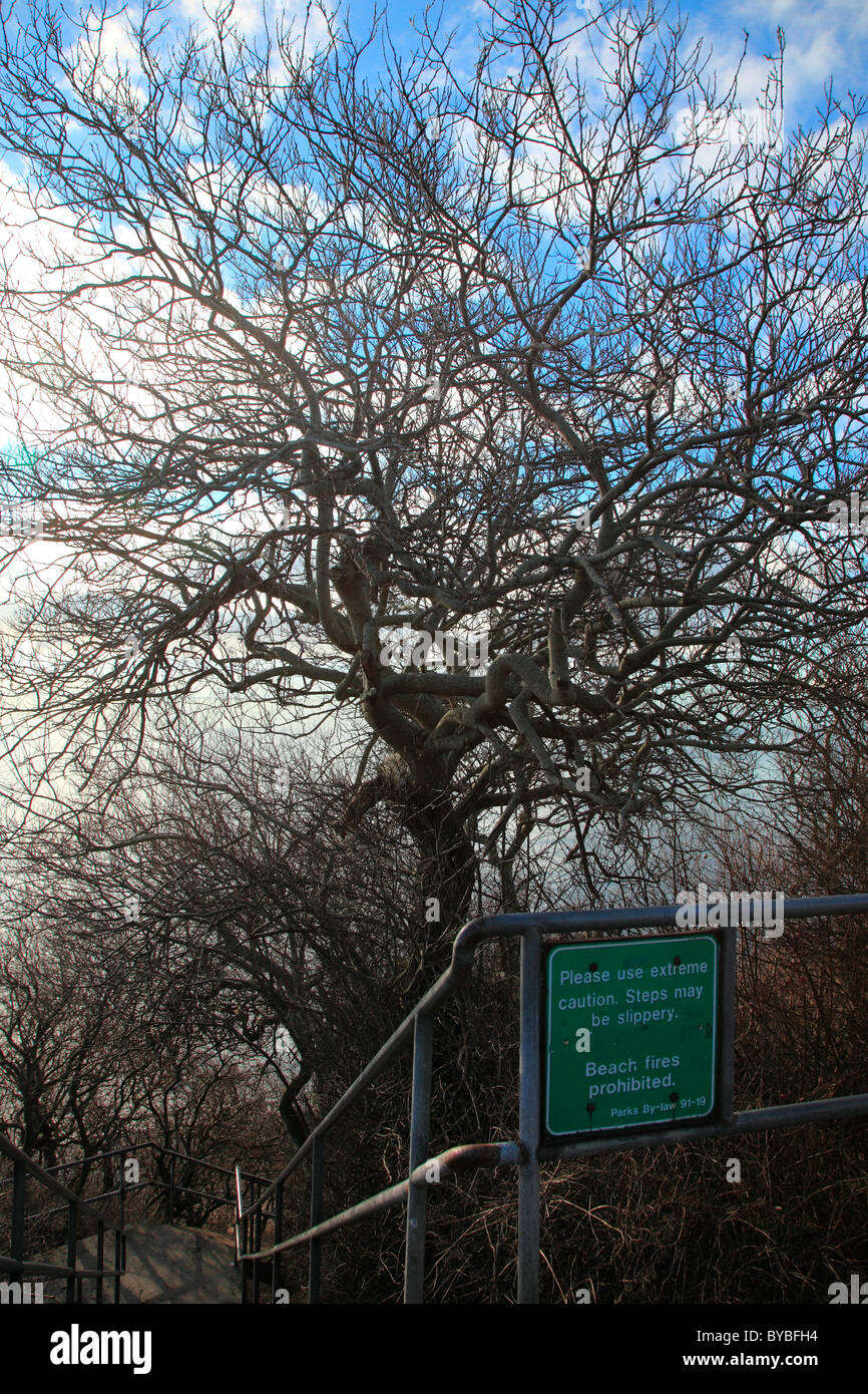 Knarly tree hi-res stock photography and images - Alamy