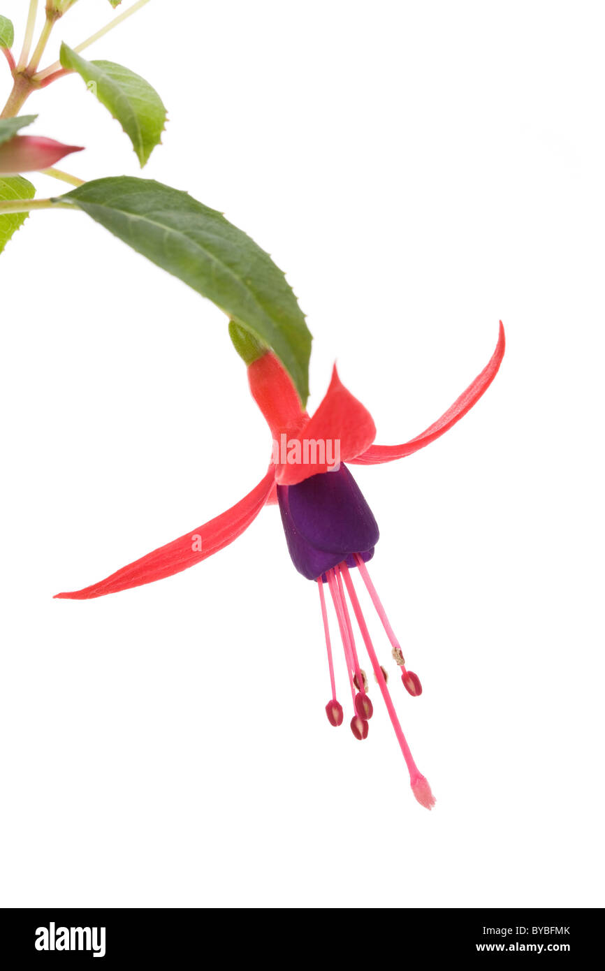 Fuschia hi-res stock photography and images - Alamy